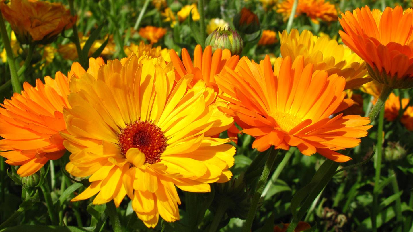 10 Easy-to-Grow Plants for First-Time Gardeners