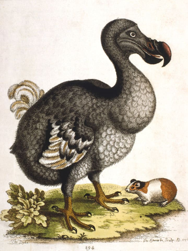 does a dodo bird exist
