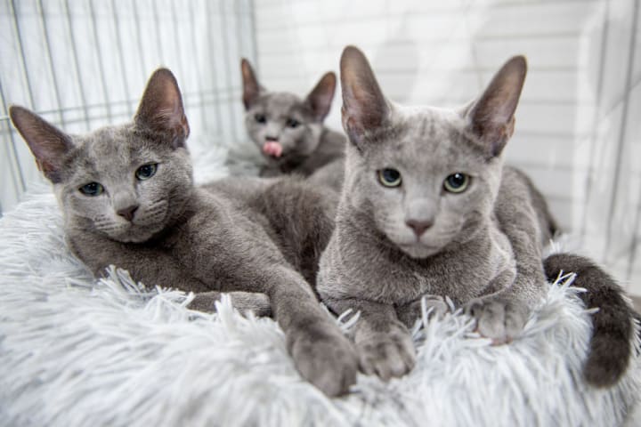 russian blue description