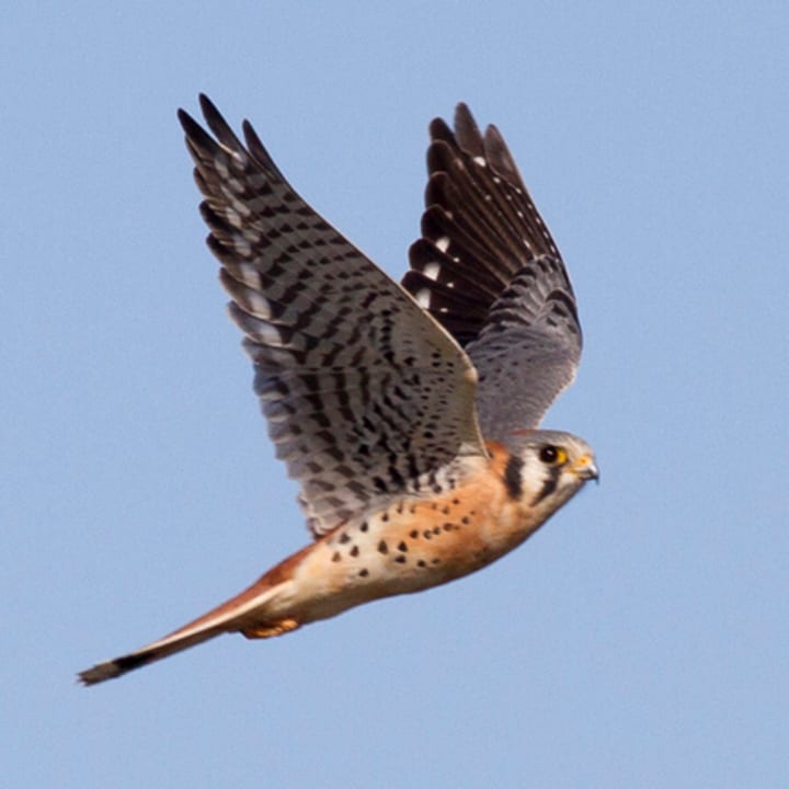 difference between kestrel and falcon