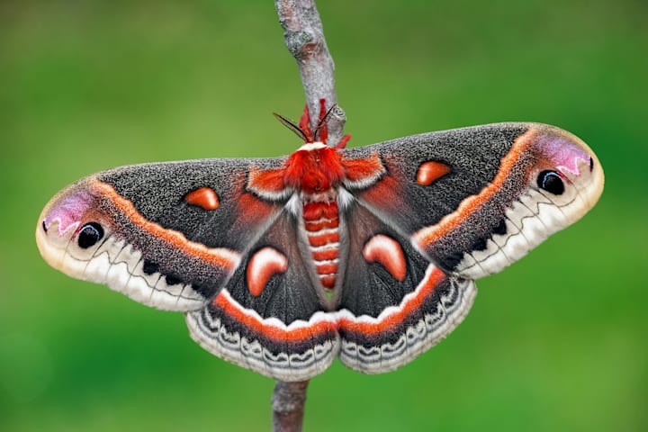 most beutiful moth