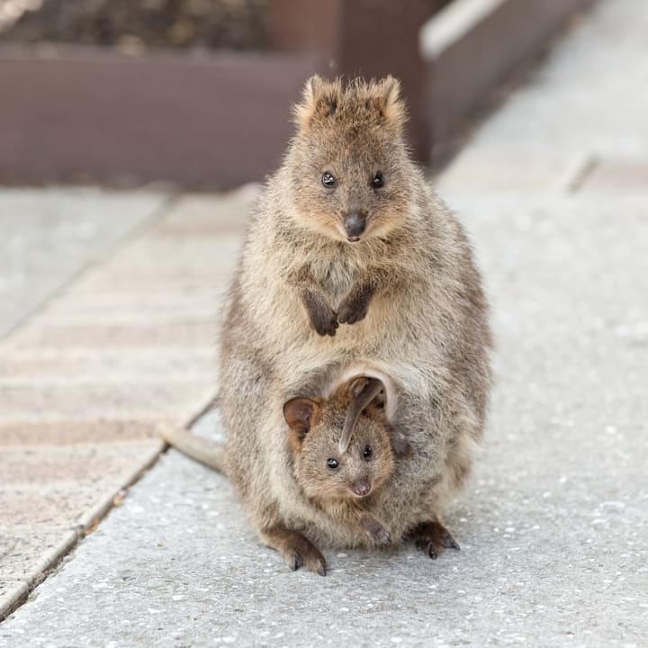 what do quokkas eat