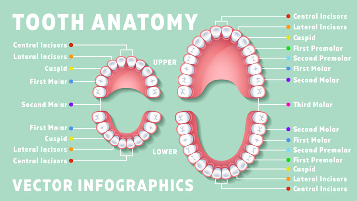 human teeth first molar