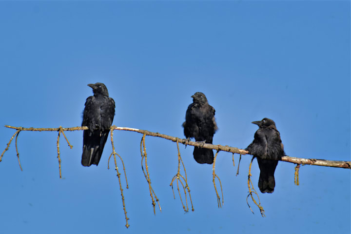 crows articles
