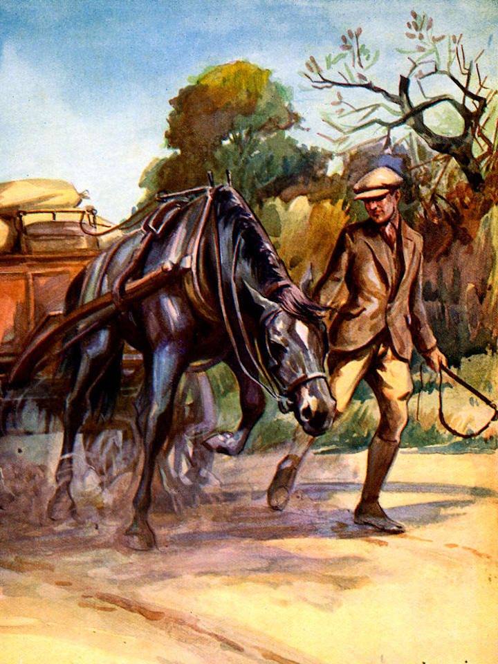 black beauty illustrations