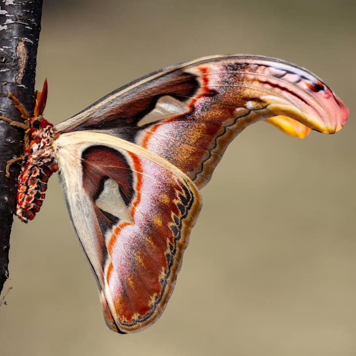 atlas hawk moth