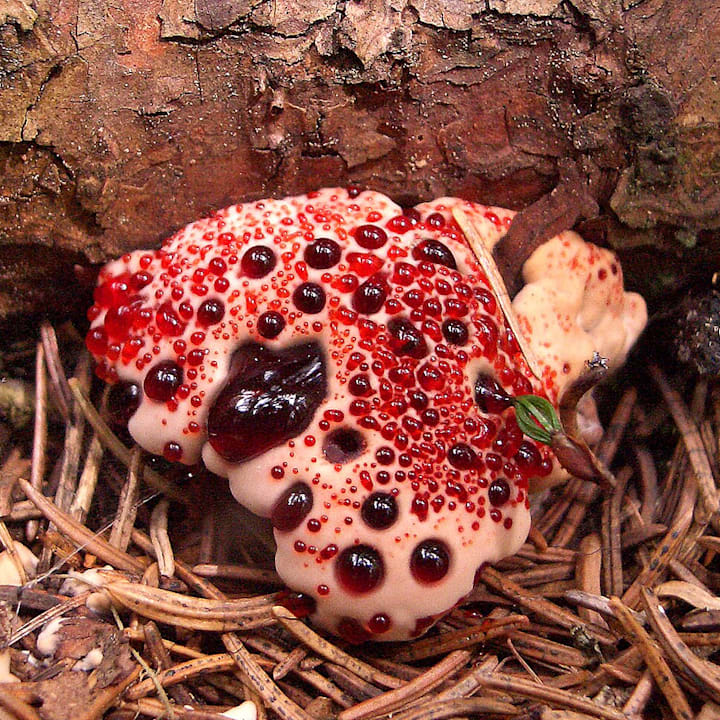 fungi examples common