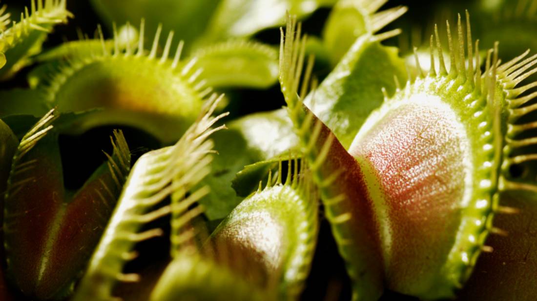 11 Incredible Facts About Venus Flytraps Mental Floss 11 Incredible Facts About Venus Flytraps Mental Floss