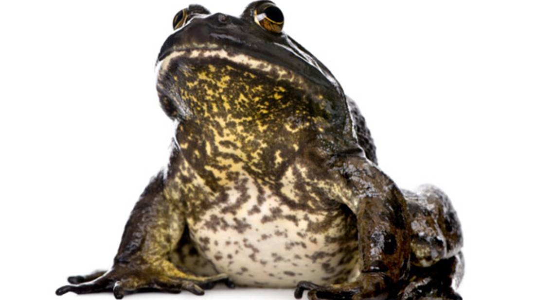 Why Do Students Dissect Frogs Mental Floss Why Do Students Dissect Frogs Mental Floss
