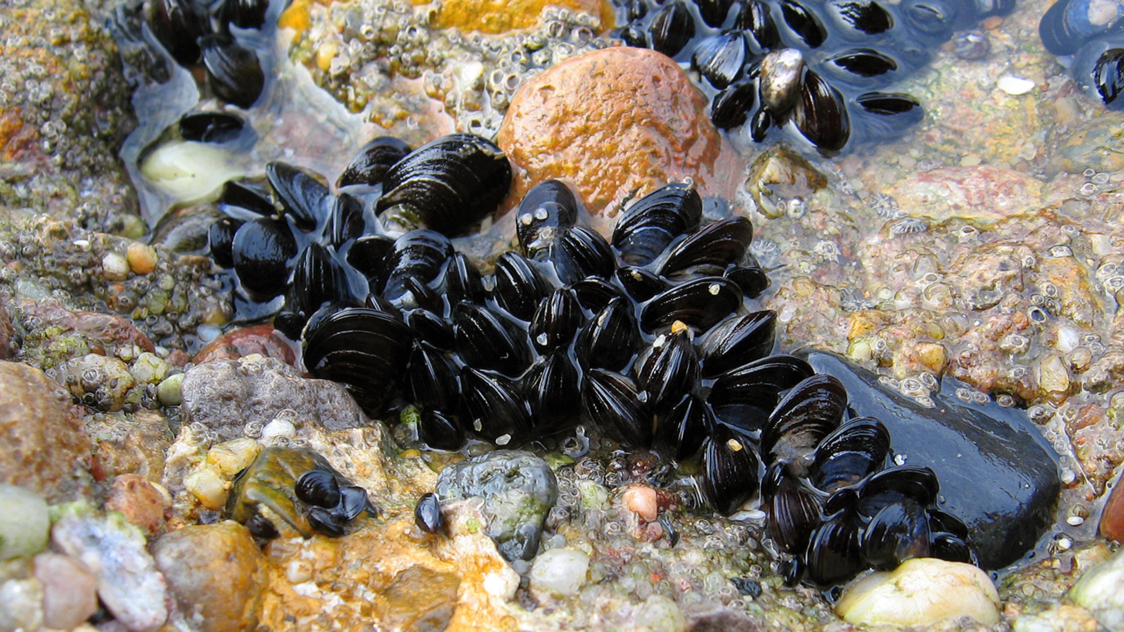 Foraging by the sea. Limpets are a great Survival food with plenty of ...
