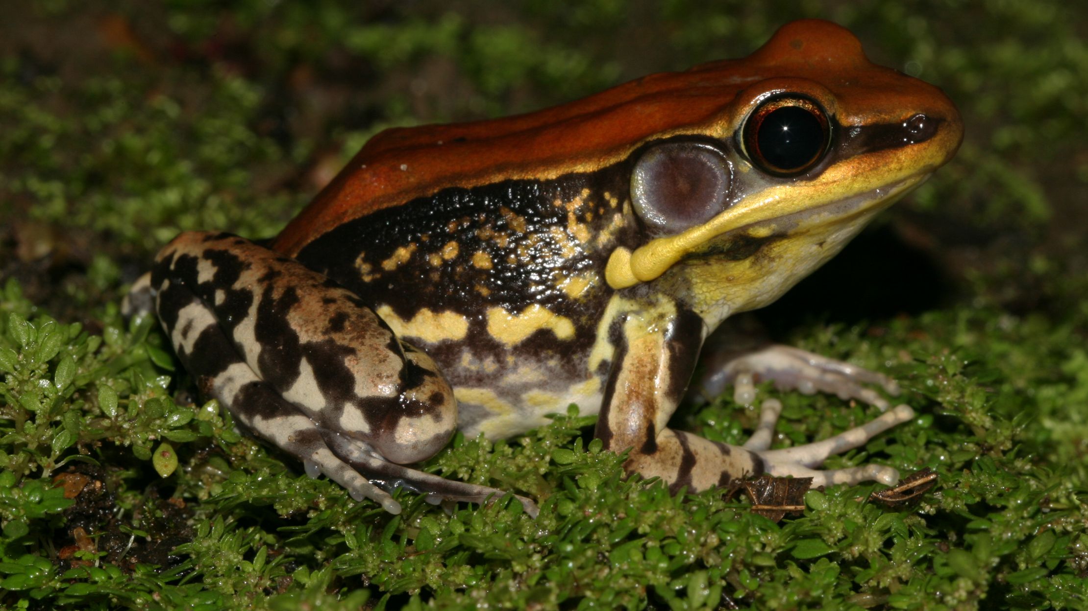 This Frog’s Slime Fights the Flu | Mental Floss