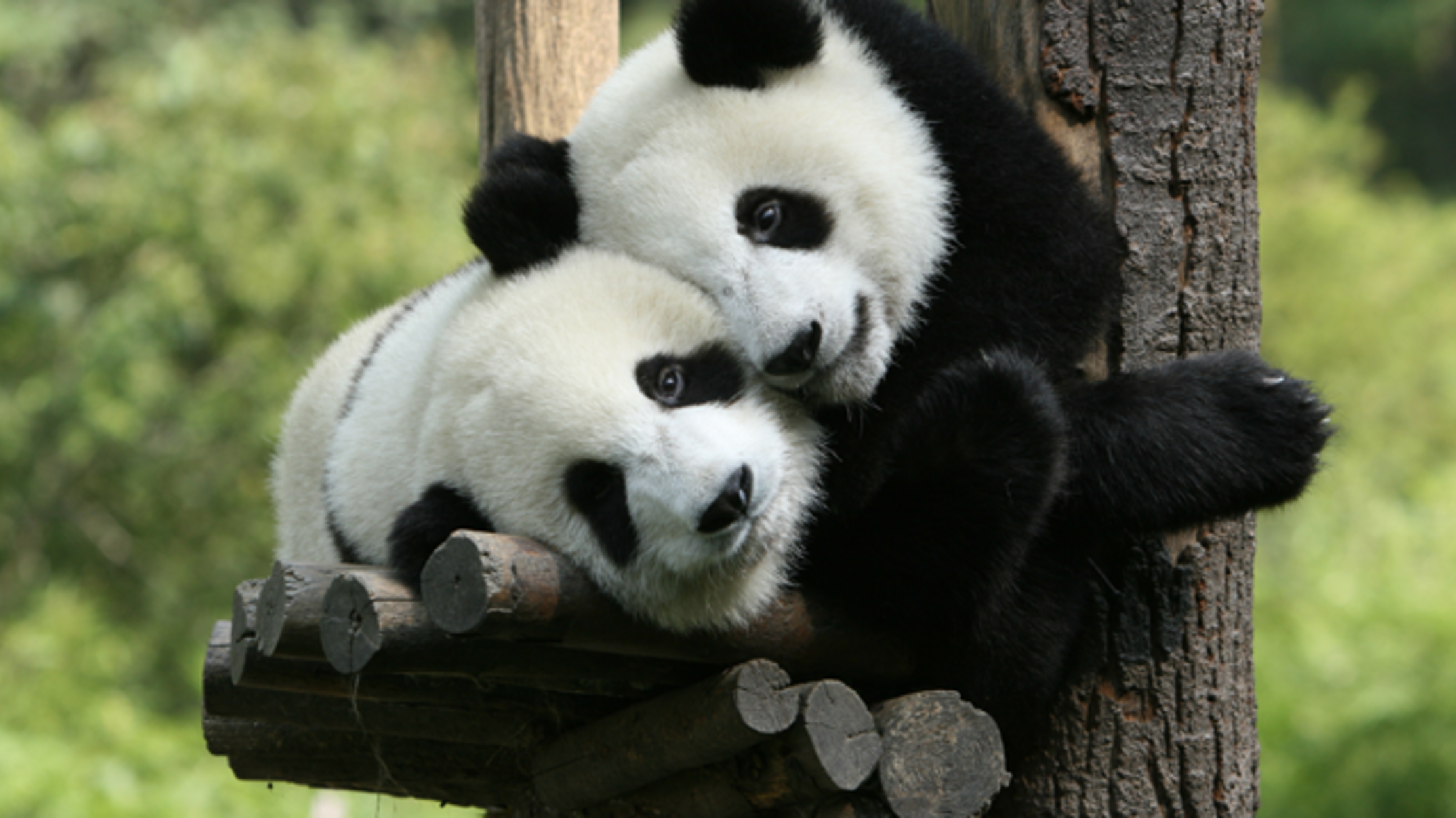 11-fuzzy-facts-about-pandas-mental-floss