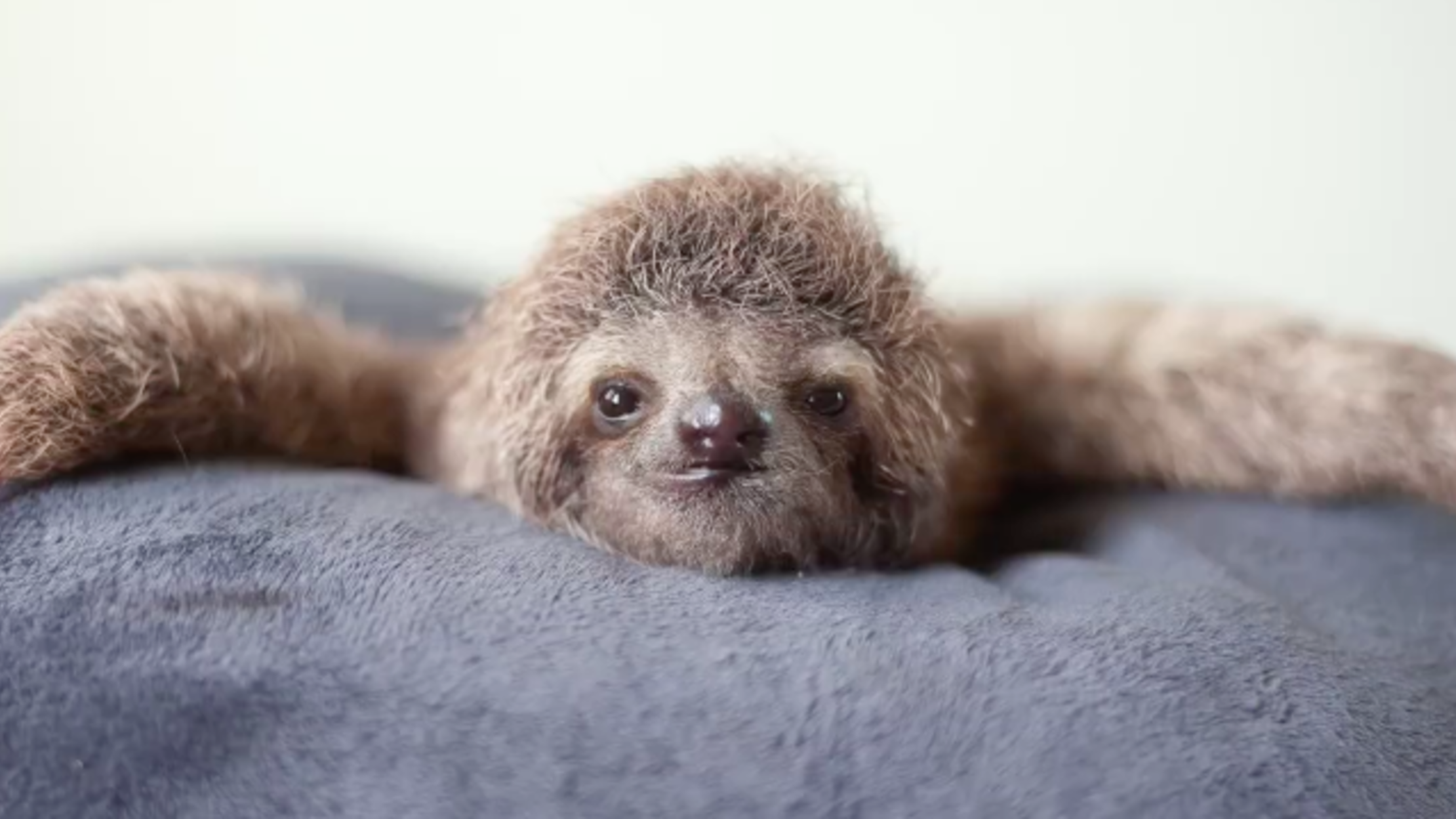 In Case You Needed 6 More Reasons to Love Sloths | Mental Floss