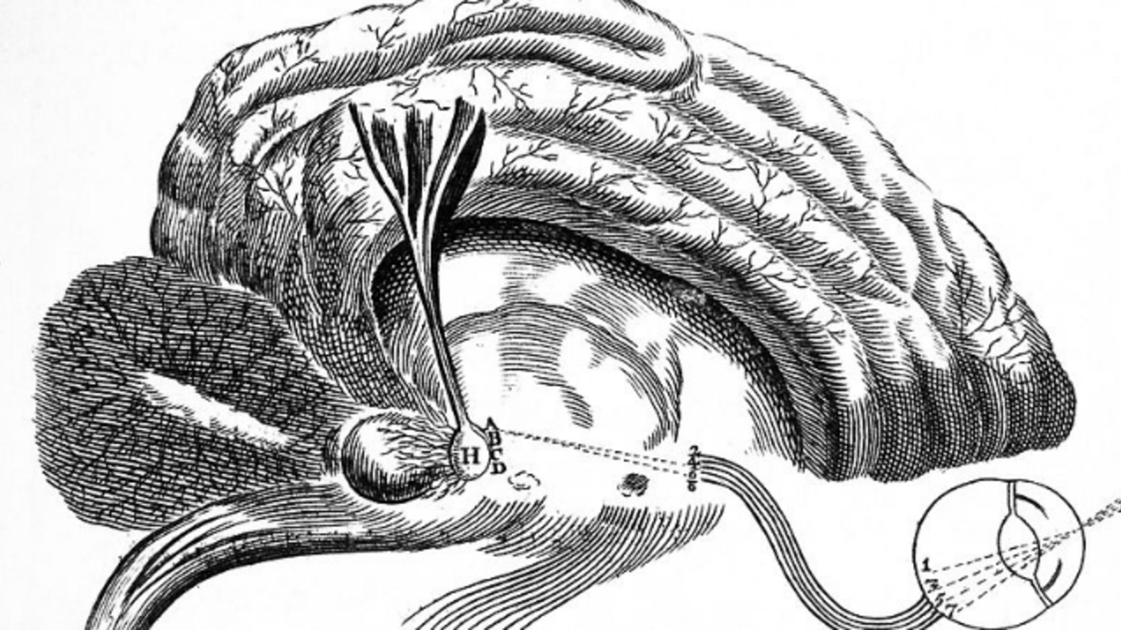 10 Mysterious Facts About the Pineal Gland | Mental Floss