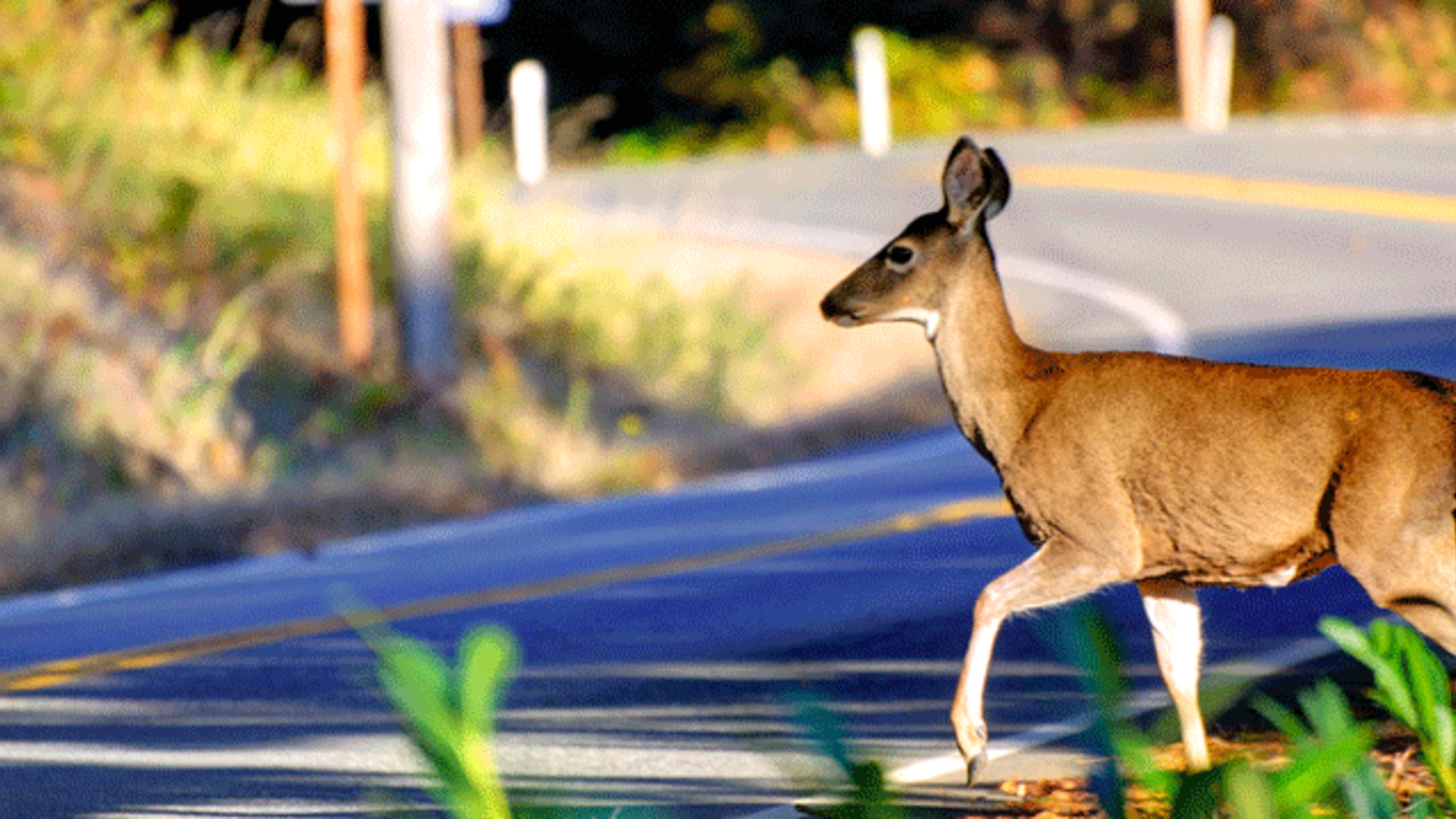 It's Deer Season: Here’s How to Stay Safe on the Road | Mental Floss