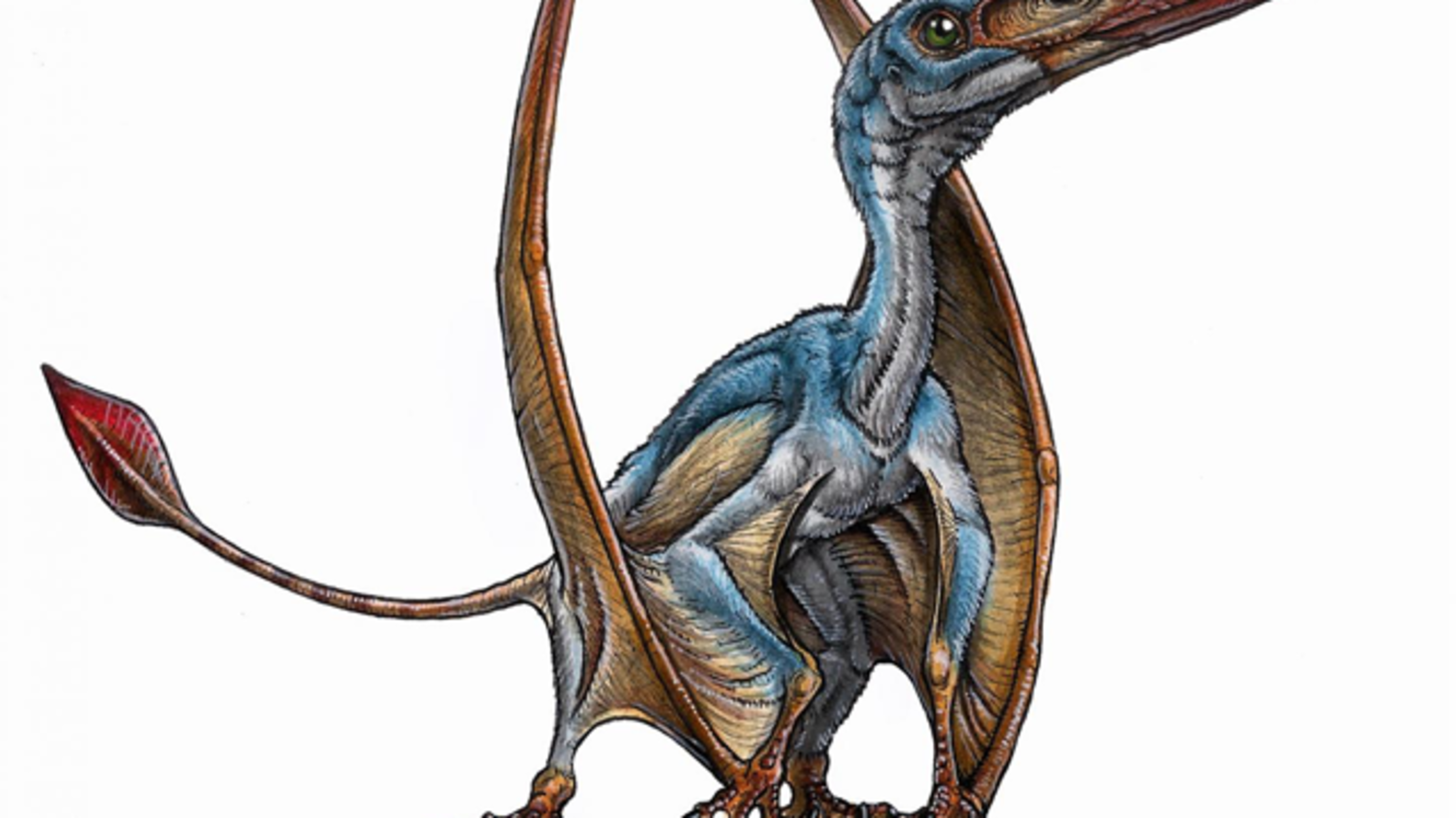 Two New Pterosaur Fossils Discovered in North and South America | Mental Floss