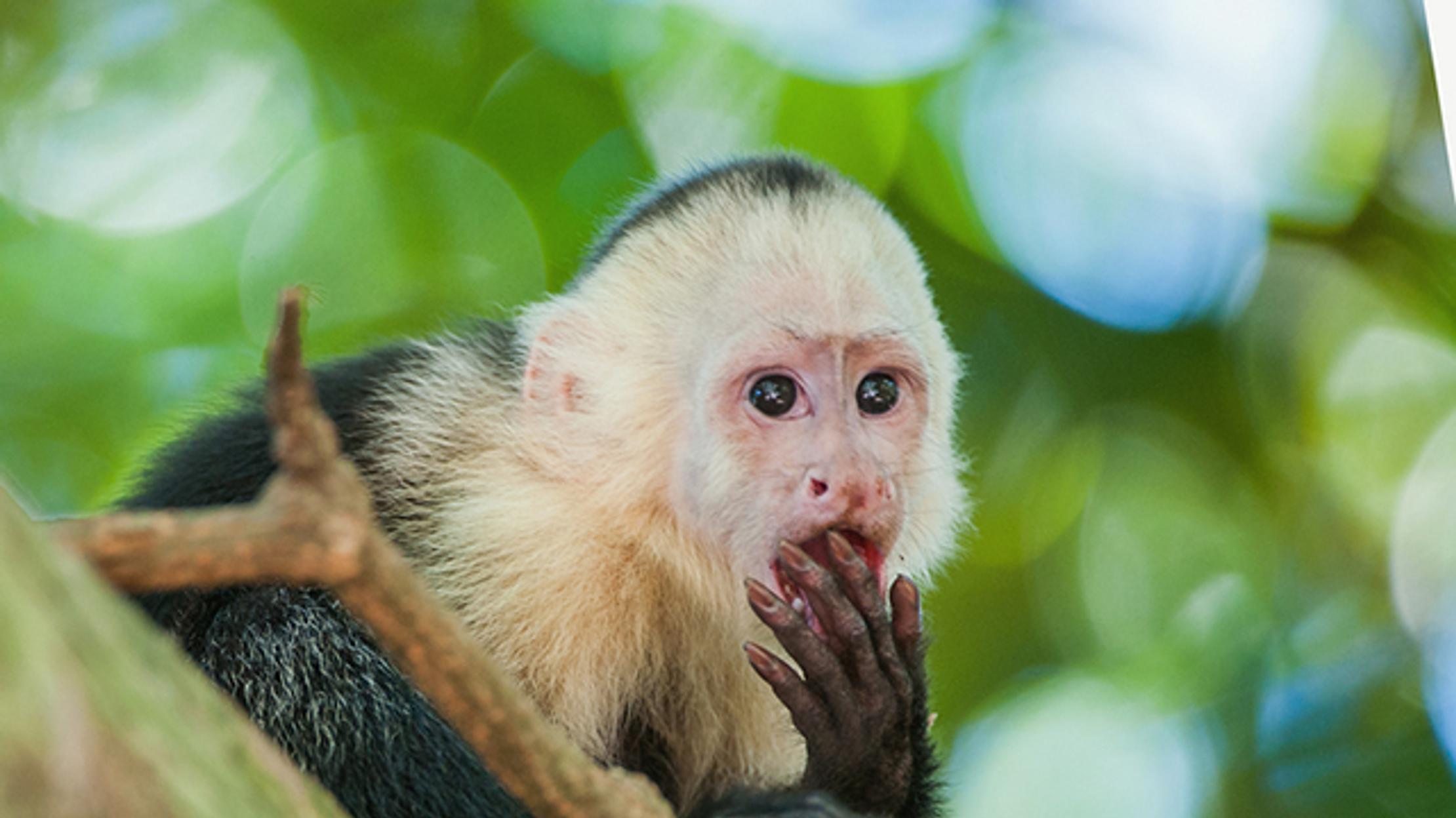 11 Mischievous Facts About Capuchin Monkeys Mental Floss 11 Mischievous Facts About Capuchin Monkeys Mental Floss