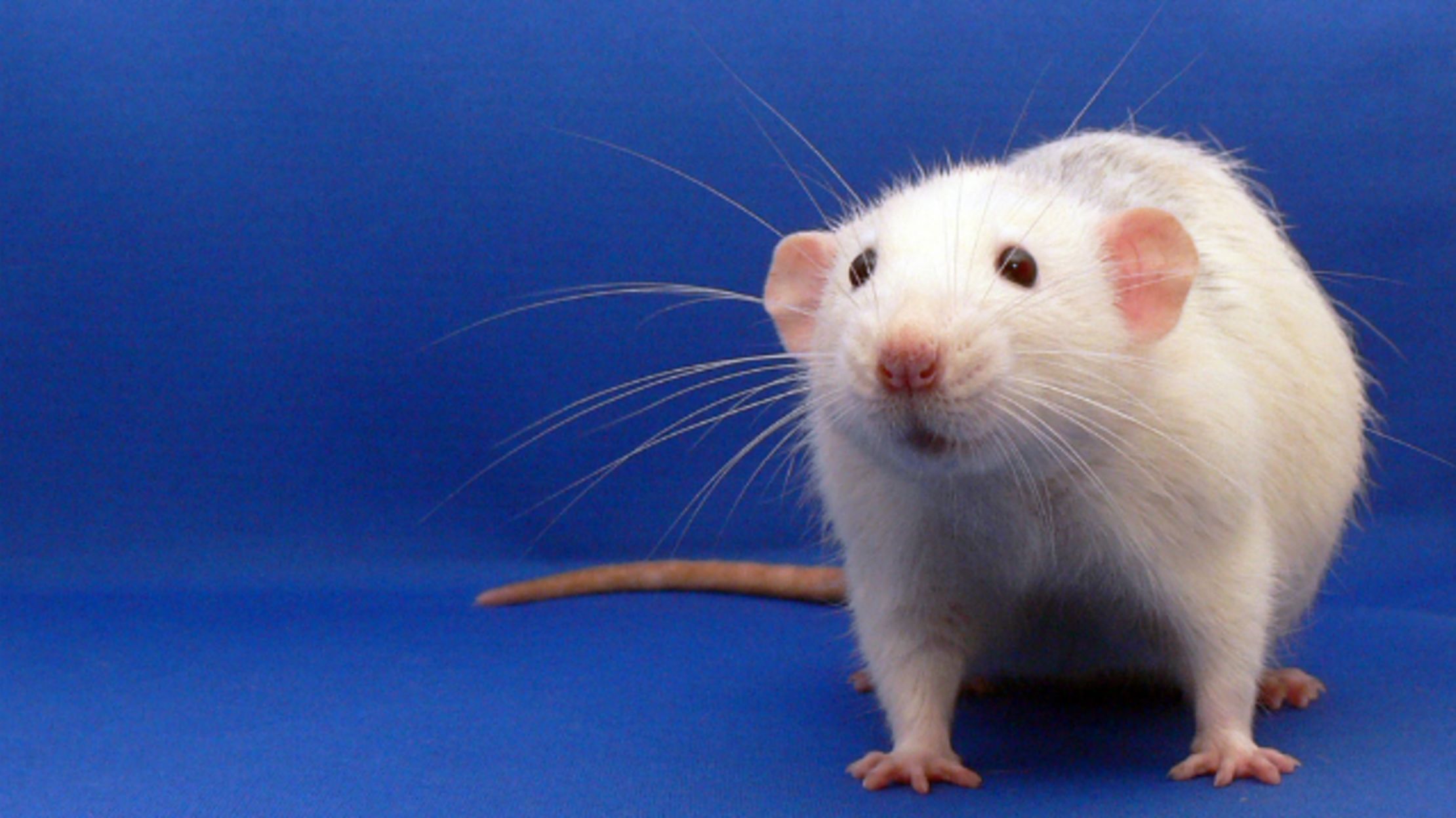 Rats Use Their Whiskers to Follow the Wind | Mental Floss