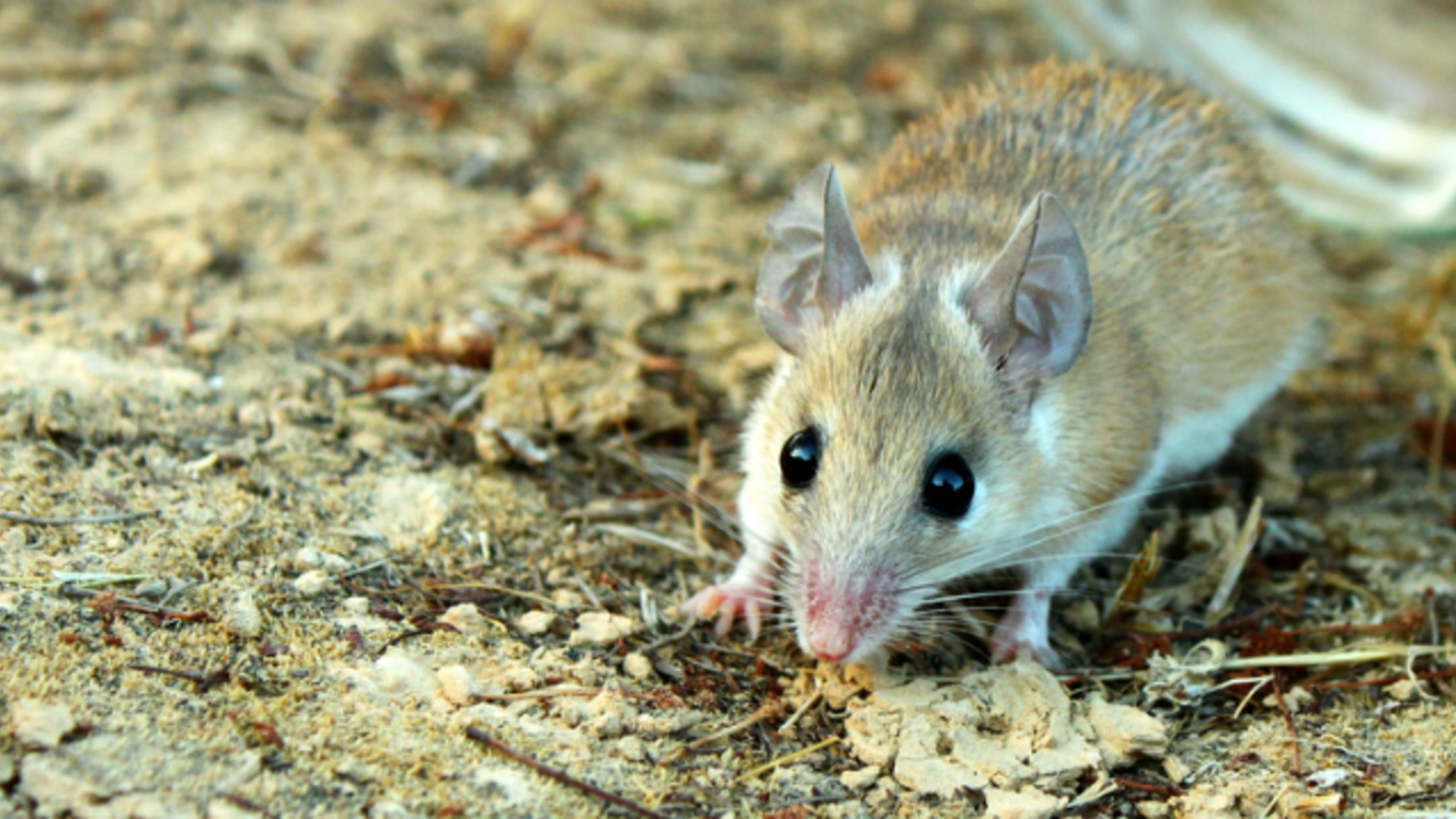 Spiny Mice Are First Known Rodents to Have Menstrual Periods | Mental Floss