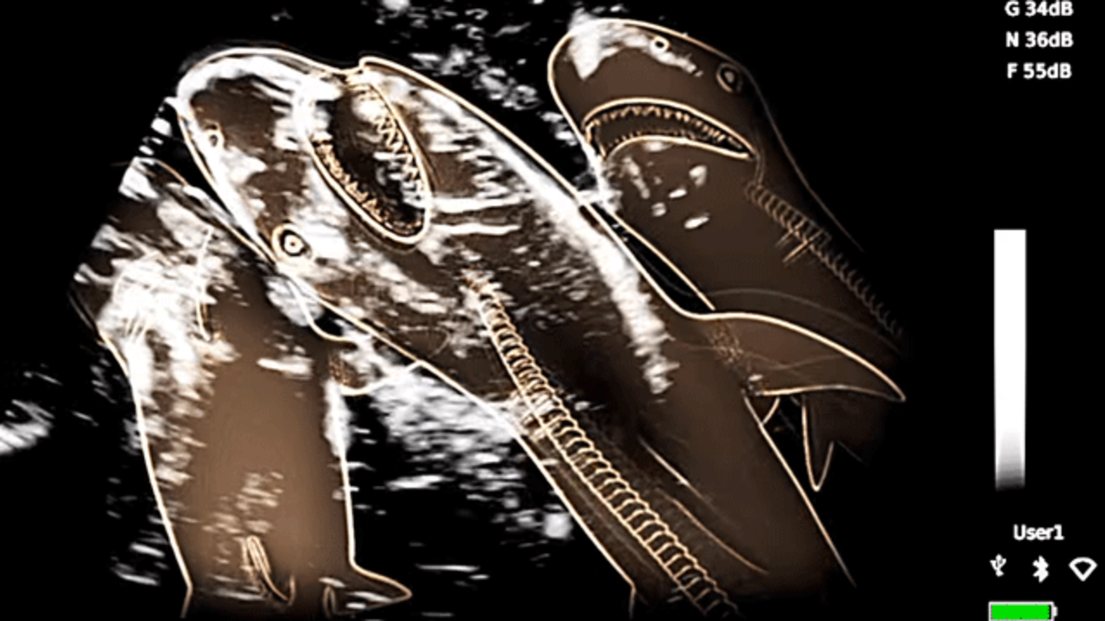 Scientists Capture Ultrasound of Tiger Sharks in the Womb | Mental Floss Scientists Capture Ultrasound of Tiger Sharks in the Womb | Mental Floss