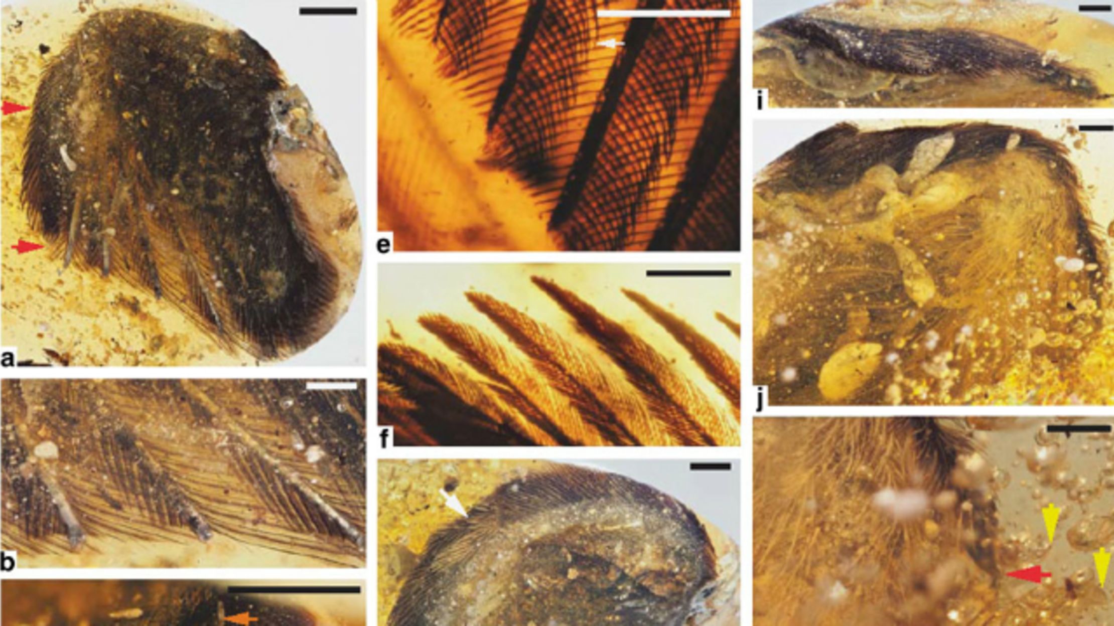 Scientists Find 100-Million-Year-Old Wings Beautifully Preserved in ... Scientists Find 100-Million-Year-Old Wings Beautifully Preserved in ...
