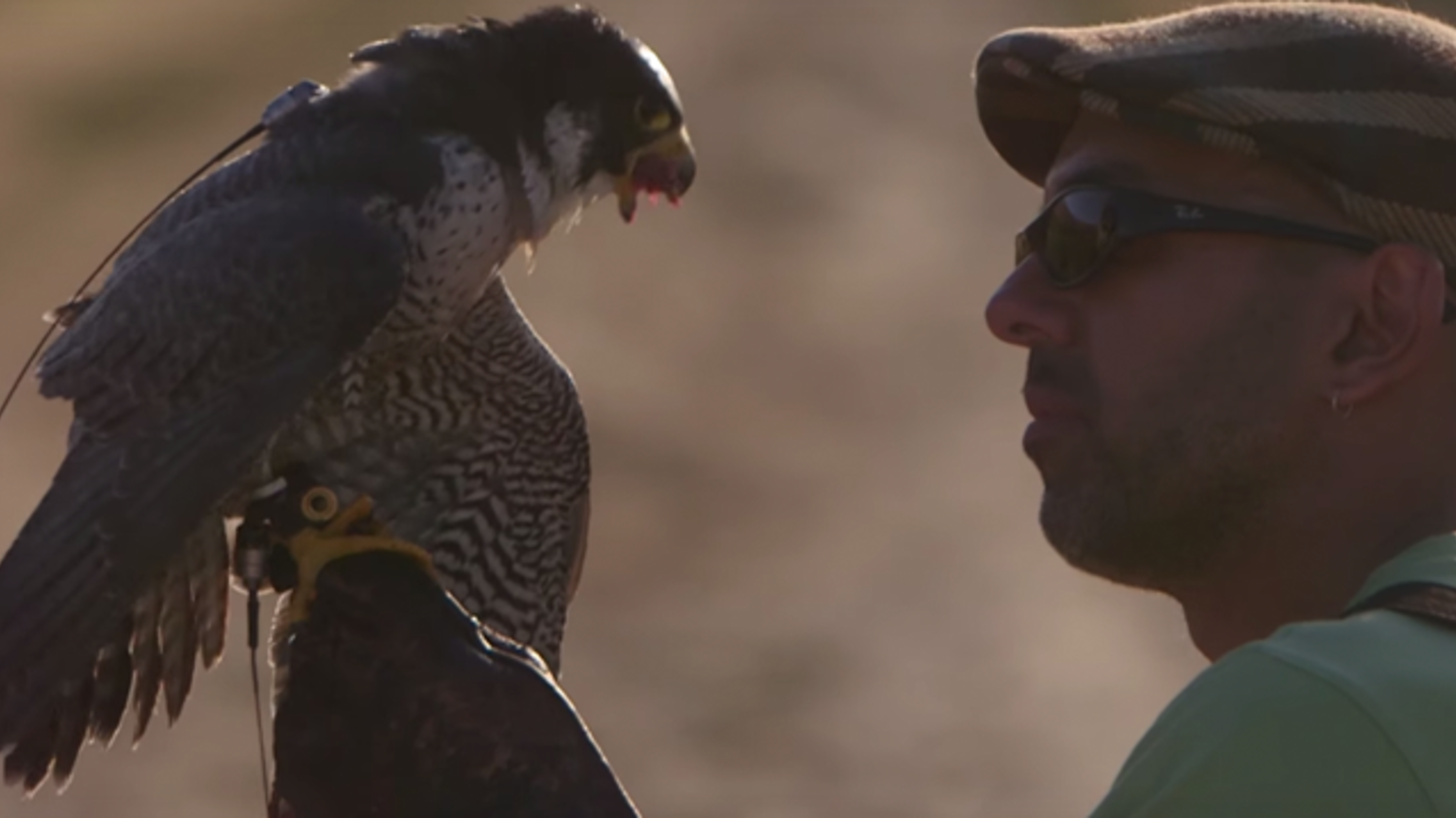 How Farmers Are Using Falcons to Protect Crops | Mental Floss