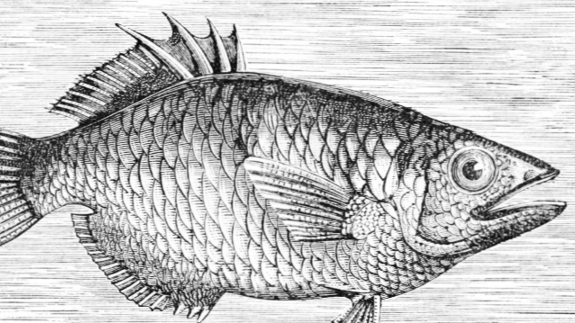 These Fish Can Recognize Human Faces | Mental Floss