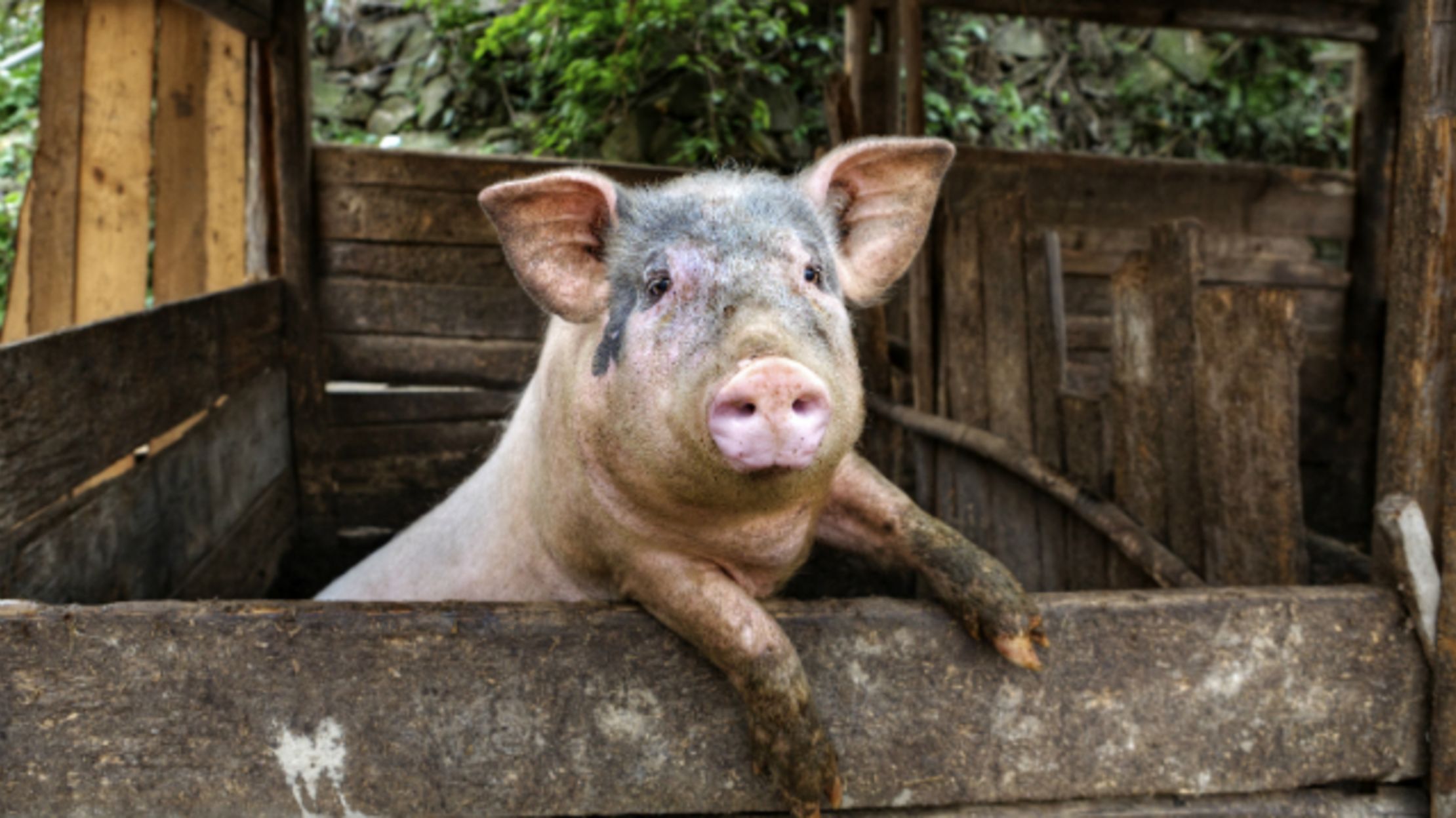 Pig Carcasses Aren’t a Great Model for Studying Human Decay, Study ...