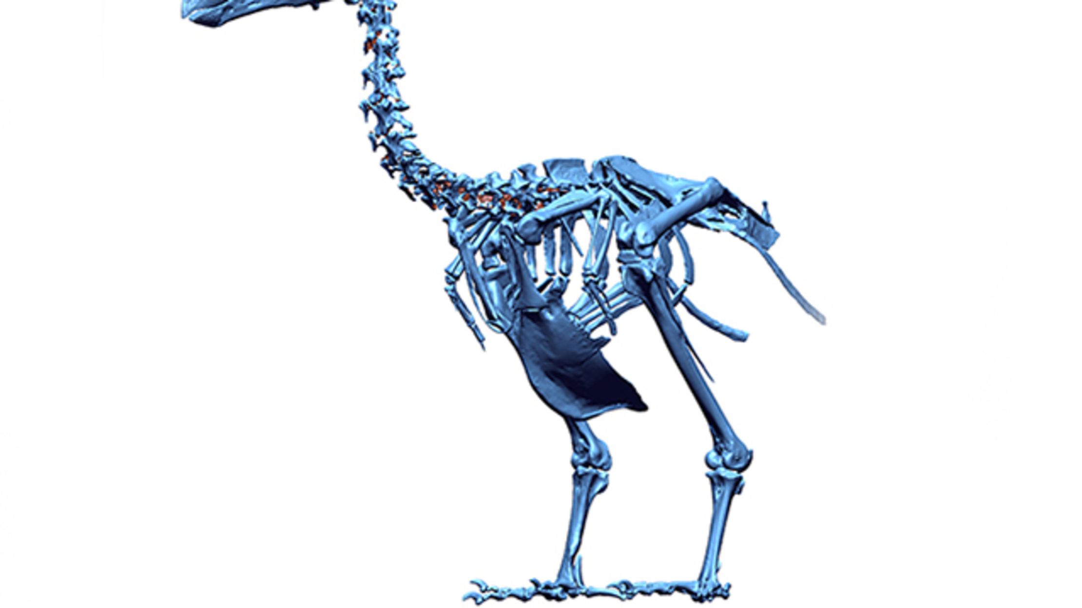 See the World's Most Complete Recreation of Dodo Anatomy | Mental Floss