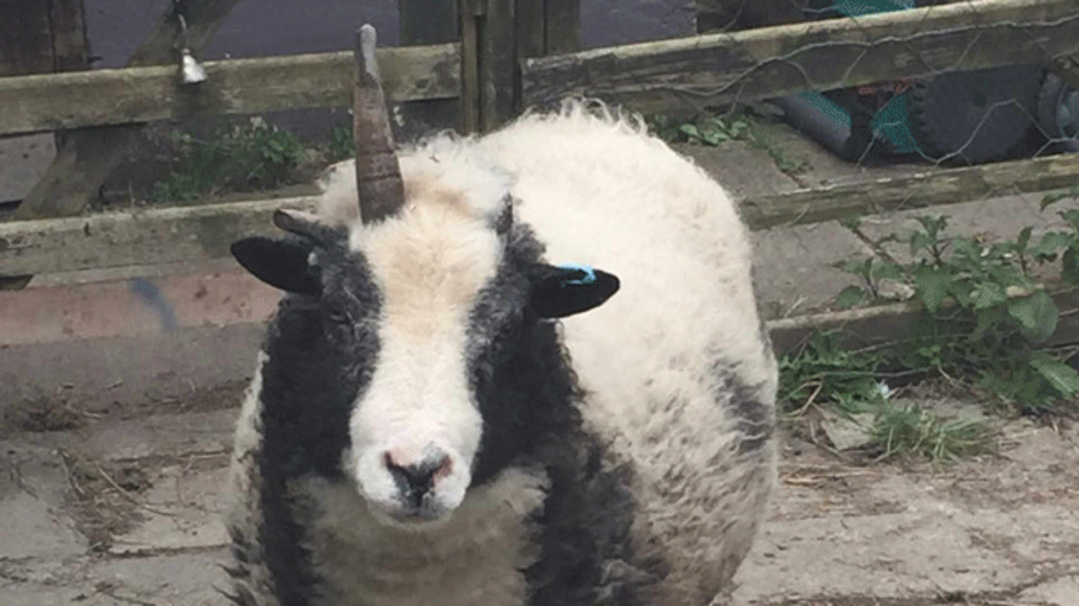 Meet Peanut: The Adorable, One-Horned 'Ewe-Nicorn' Sheep | Mental Floss