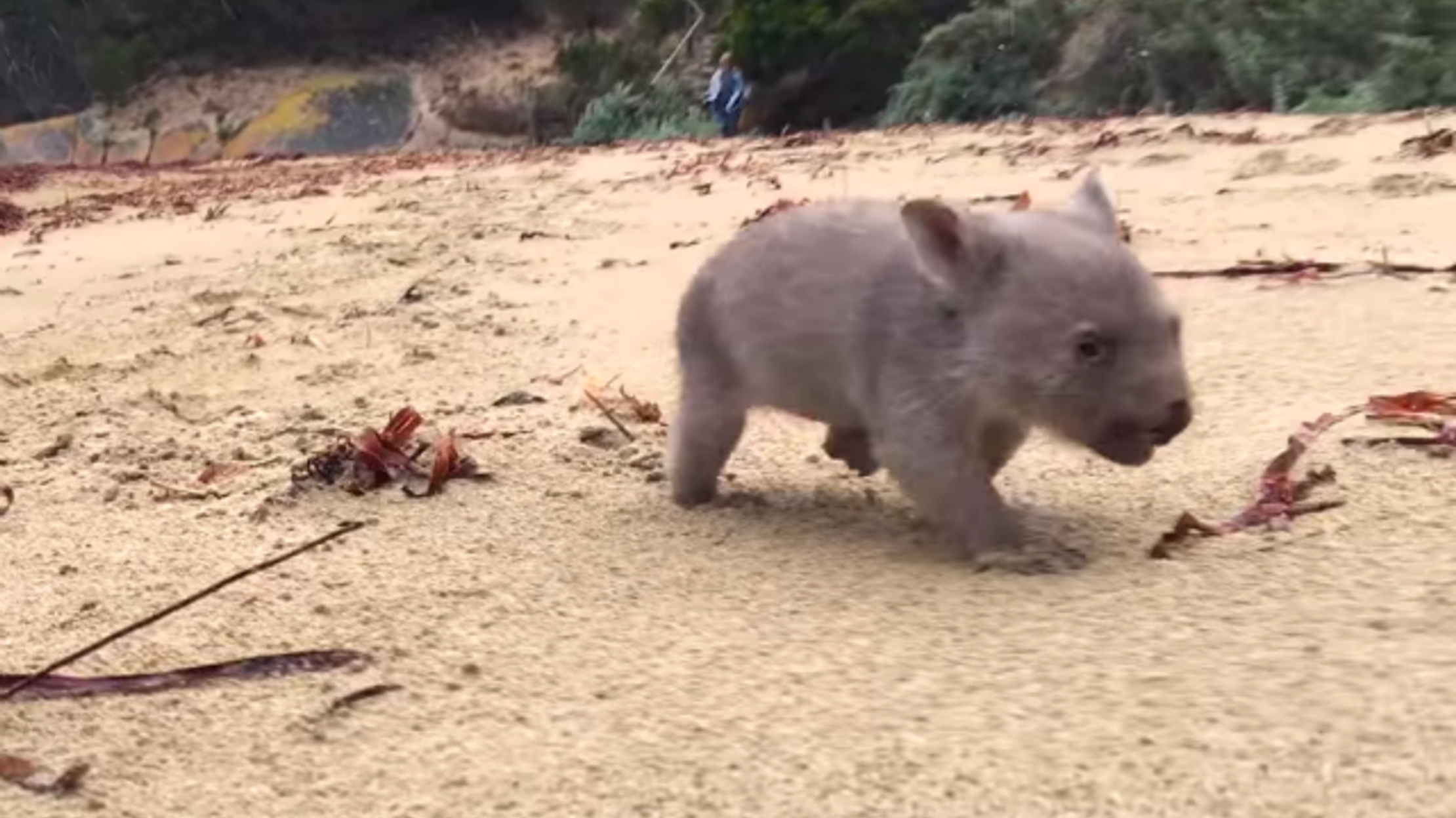 Koala Vs Wombat