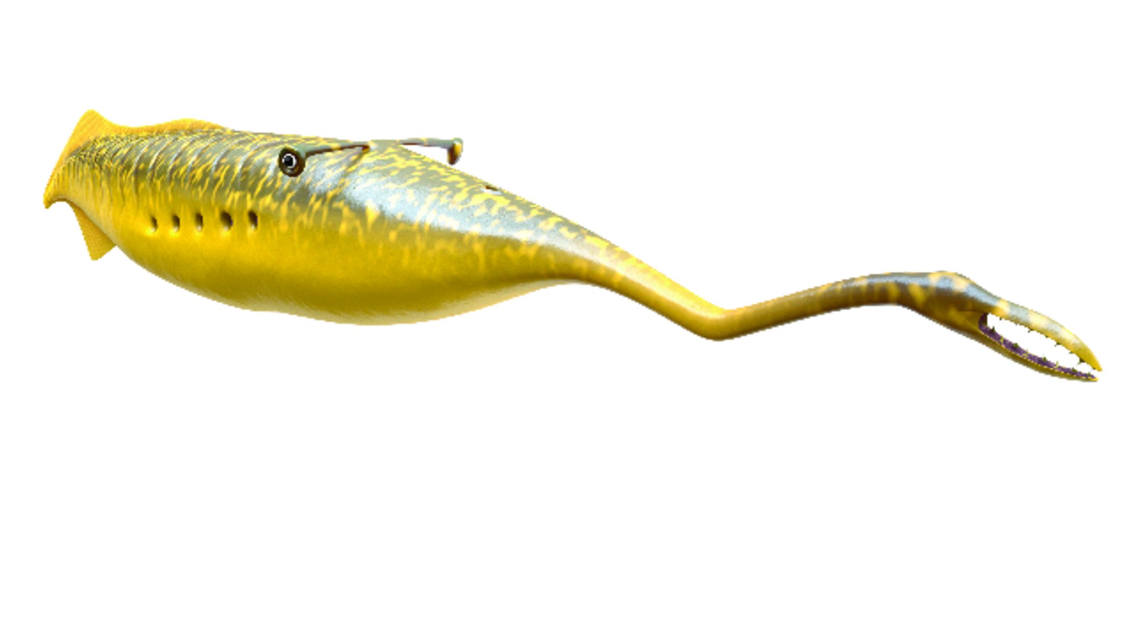 Scientists Finally Identify the ‘Tully Monster’ | Mental Floss