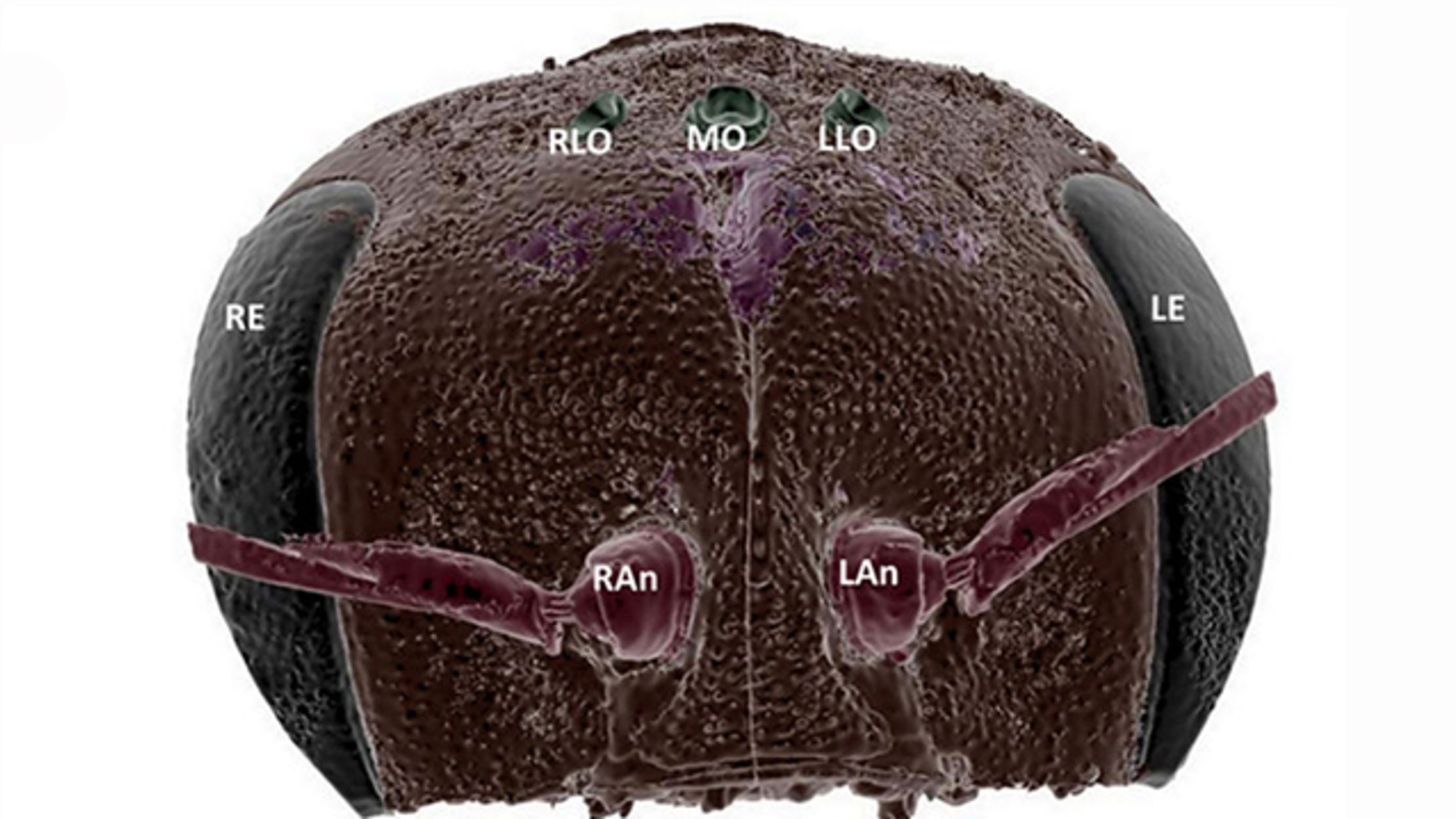 See What a Bumblebee’s Brain Looks Like | Mental Floss