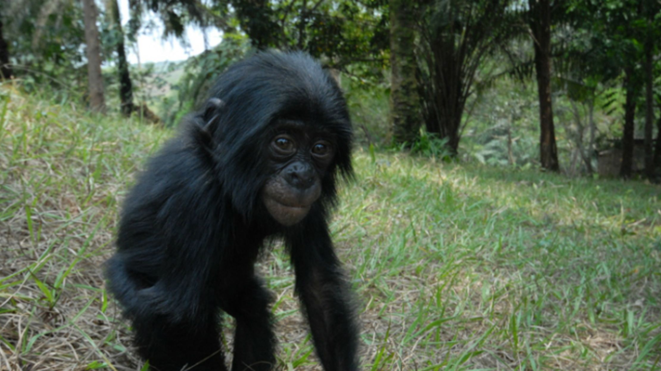 7 Relatable Facts About Bonobos | Mental Floss