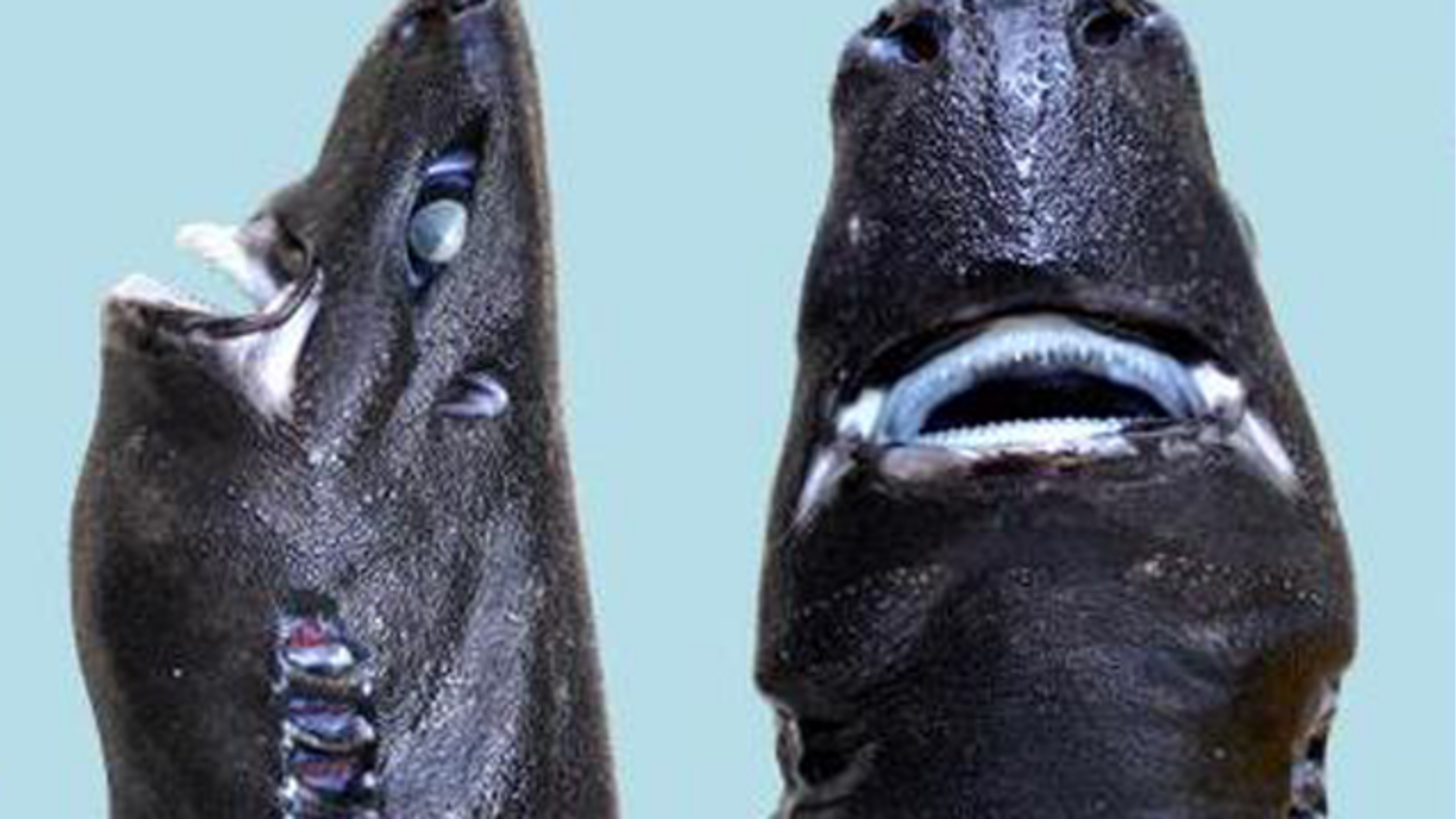 Scientists Identify Stealthy Ninja Shark | Mental Floss Scientists Identify Stealthy Ninja Shark | Mental Floss