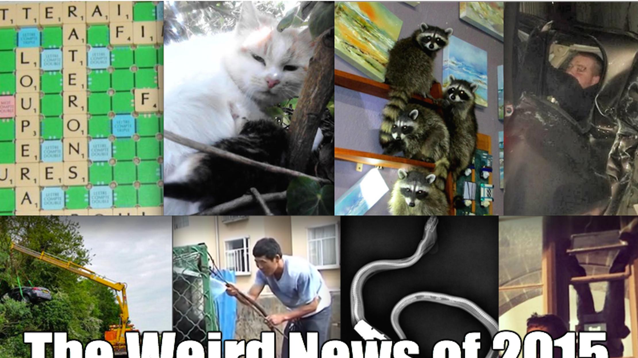 The Top 20 Weird News Stories Of 2015 Mental Floss The Top 20 Weird News Stories Of 2015 Mental Floss