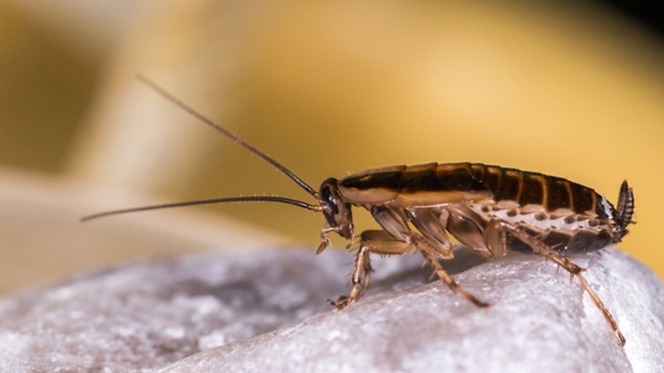 Cockroaches Can Communicate Through Gut Bacteria | Mental Floss