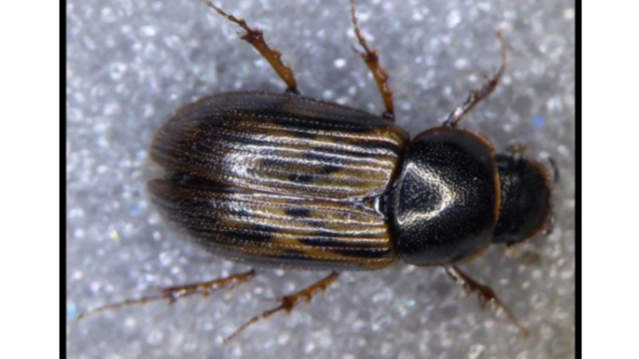 Rare European Dung Beetle Found Living in Cow Poop | Mental Floss