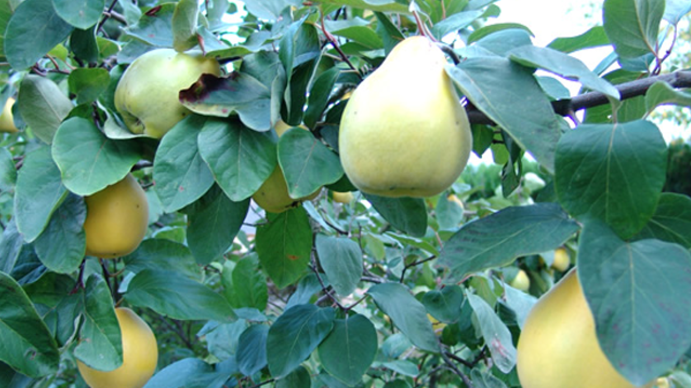 What is a Quince and How Do You Eat It? | Mental Floss