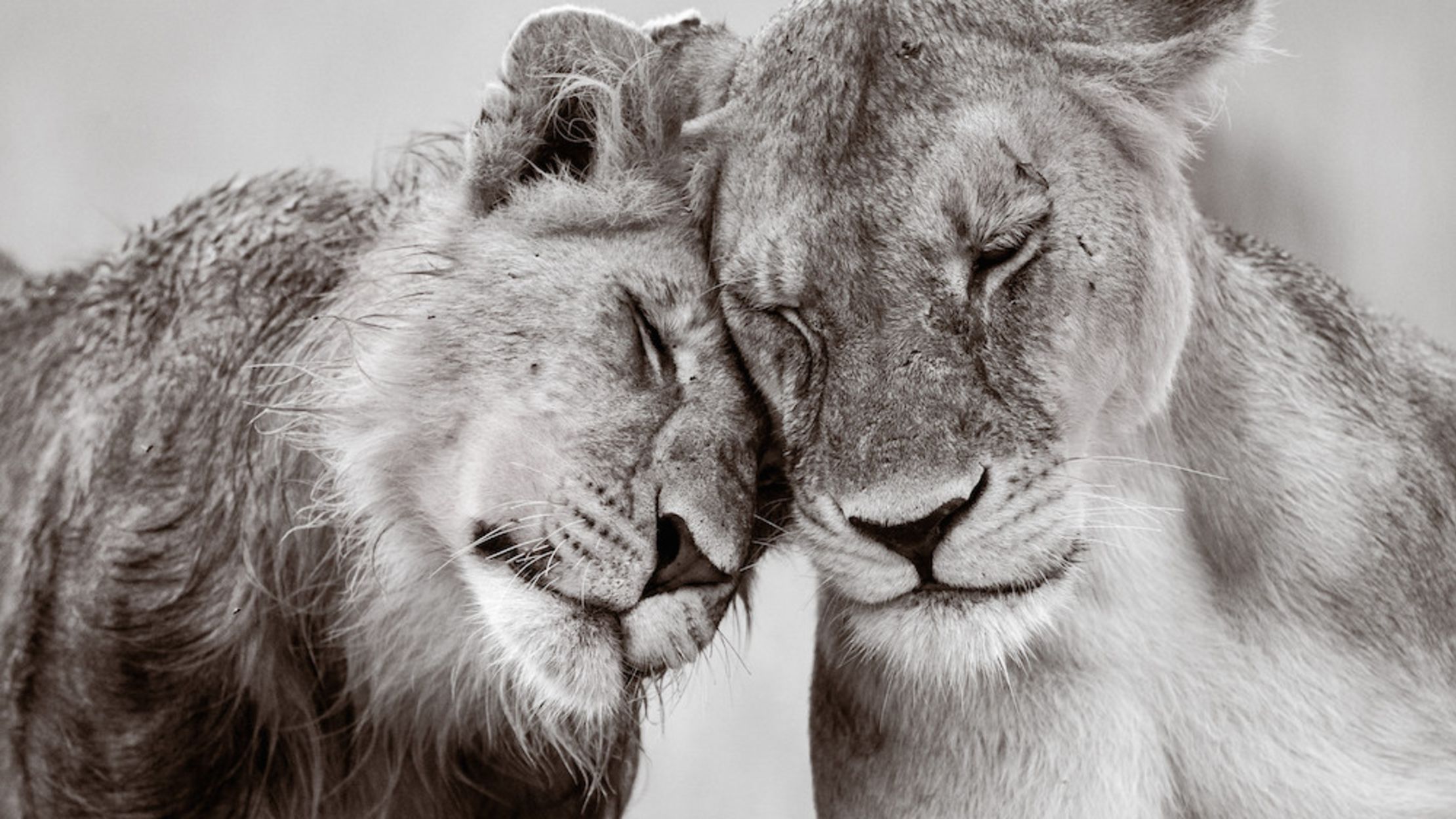 The London Zoo Celebrates Animal Photography With Contest and ...