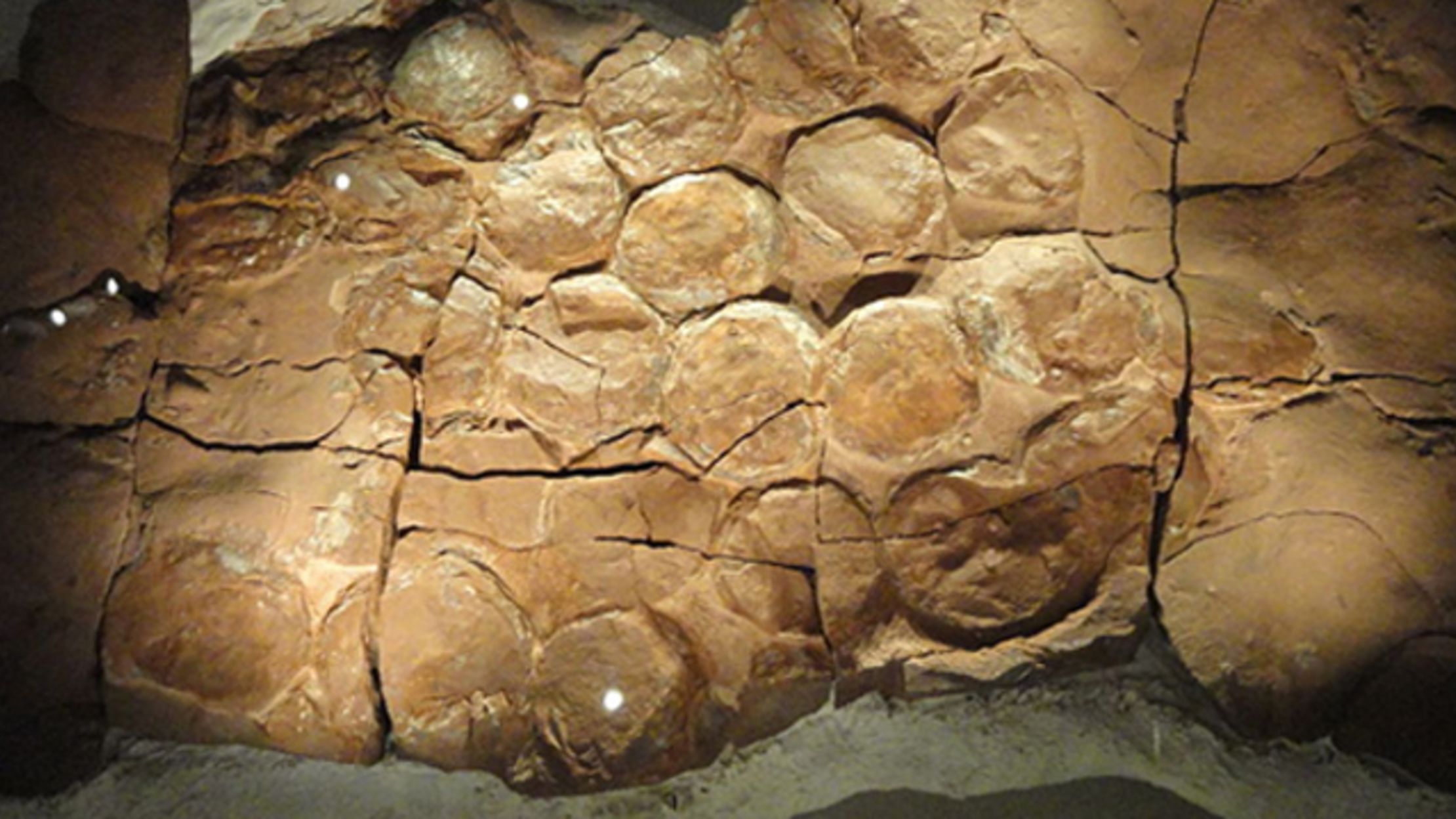 6 Types Of Fascinating Trace Fossils You Can Visit Mental Floss 6-types-of-fascinating-trace-fossils-you-can-visit-mental-floss