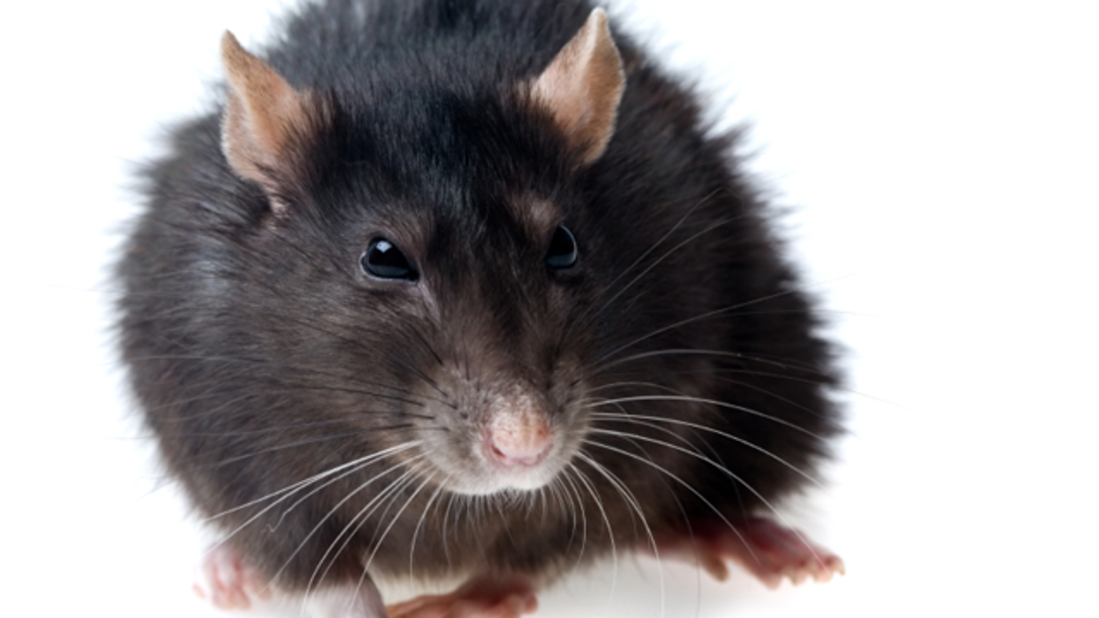 Giant Rat Fossils Discovered on East Timor | Mental Floss