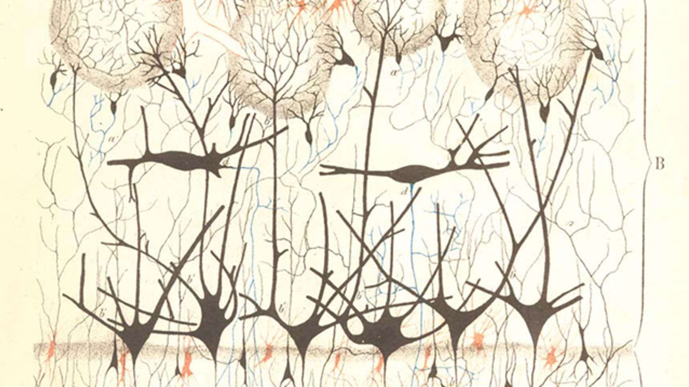 This Is The First Illustration of Neurons | Mental Floss
