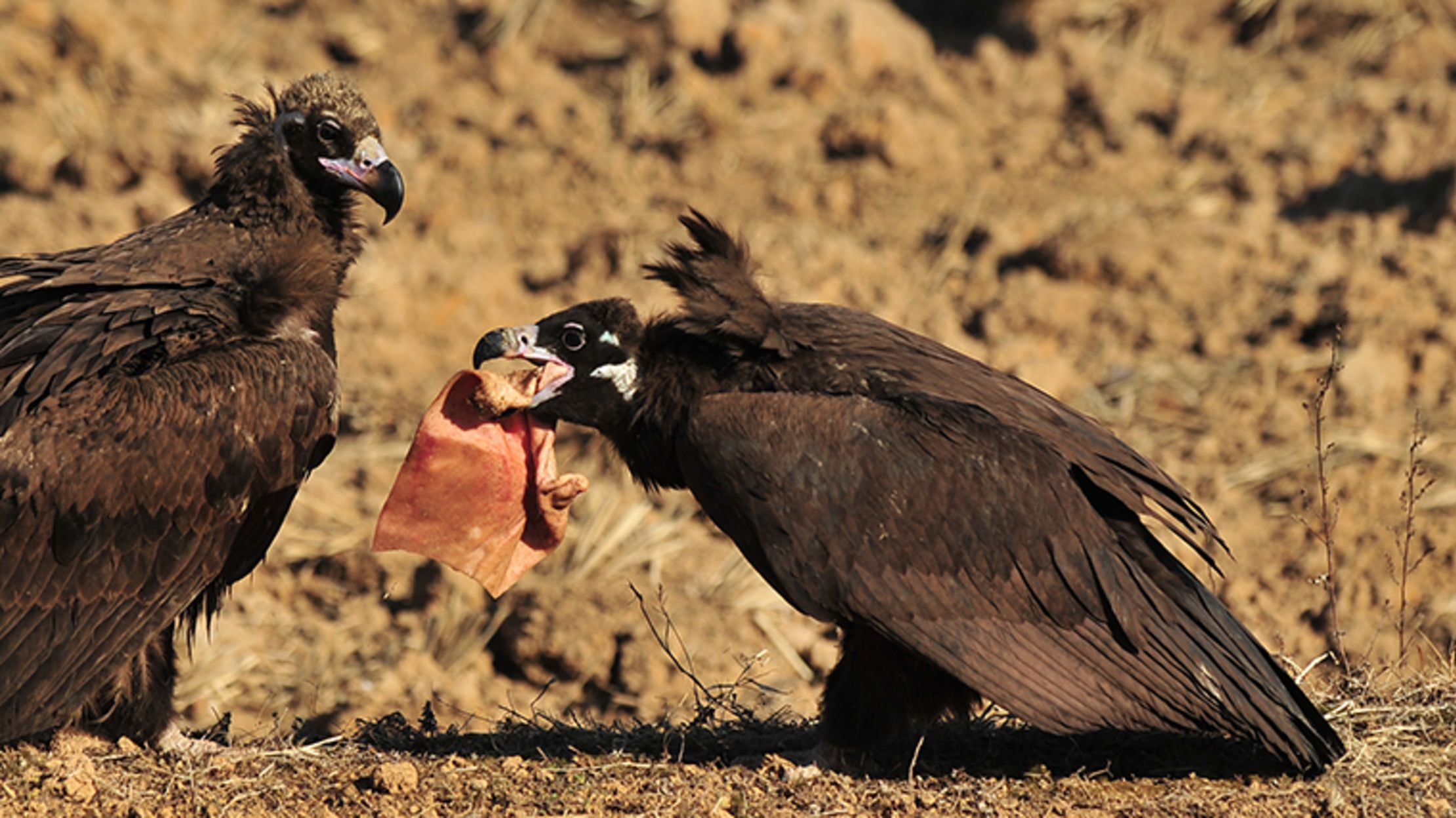 Vultures Eating Human