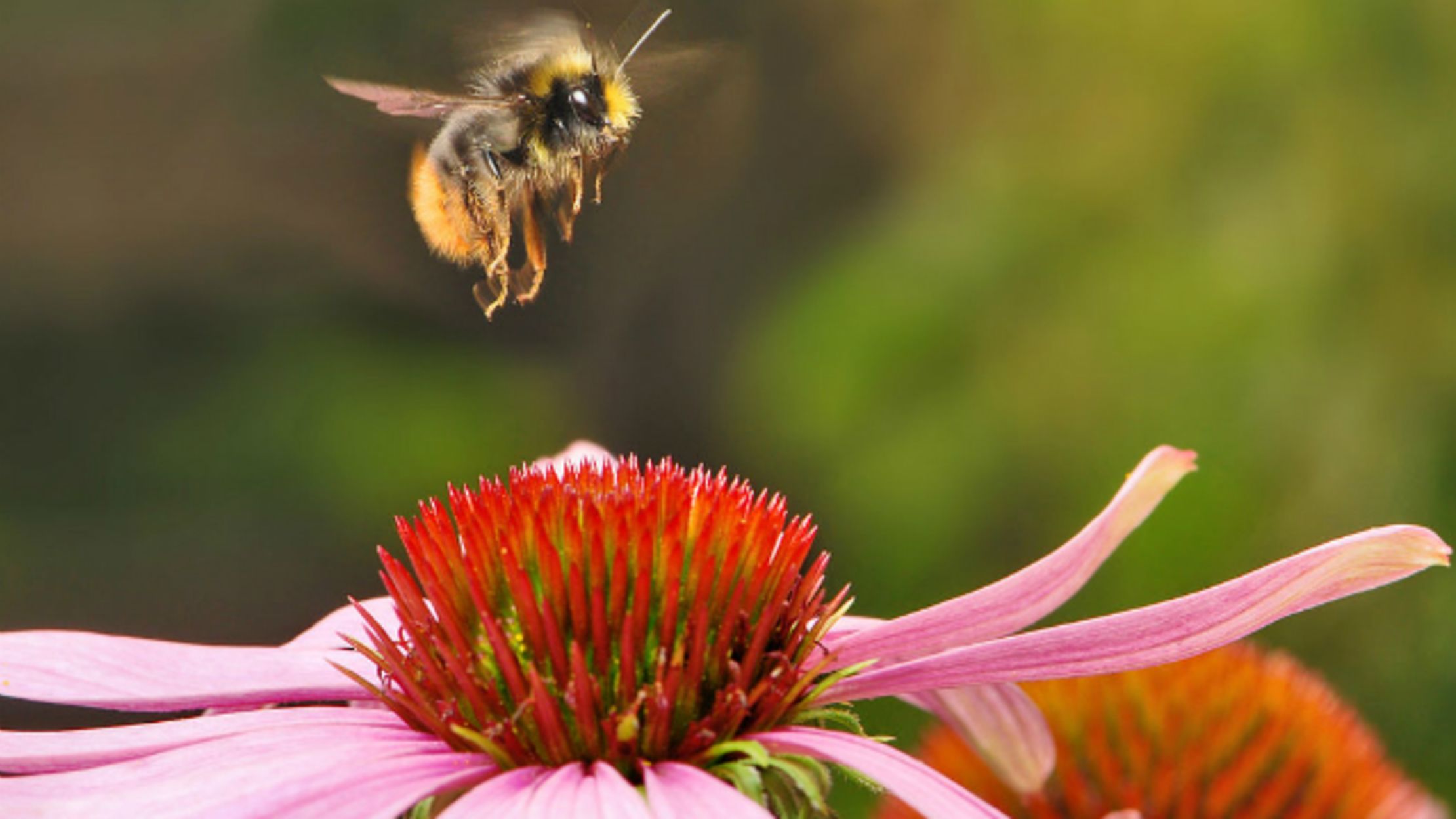 9 Animals That Use Electricity | Mental Floss
