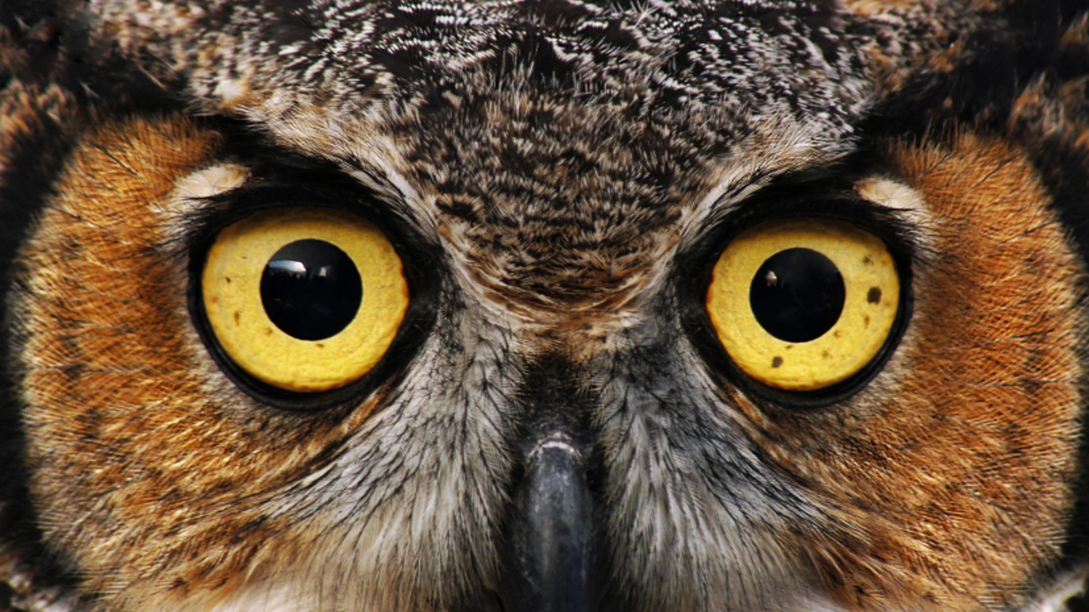 Slashcasual Picture Of An Owl Slashcasual Picture Of An Owl