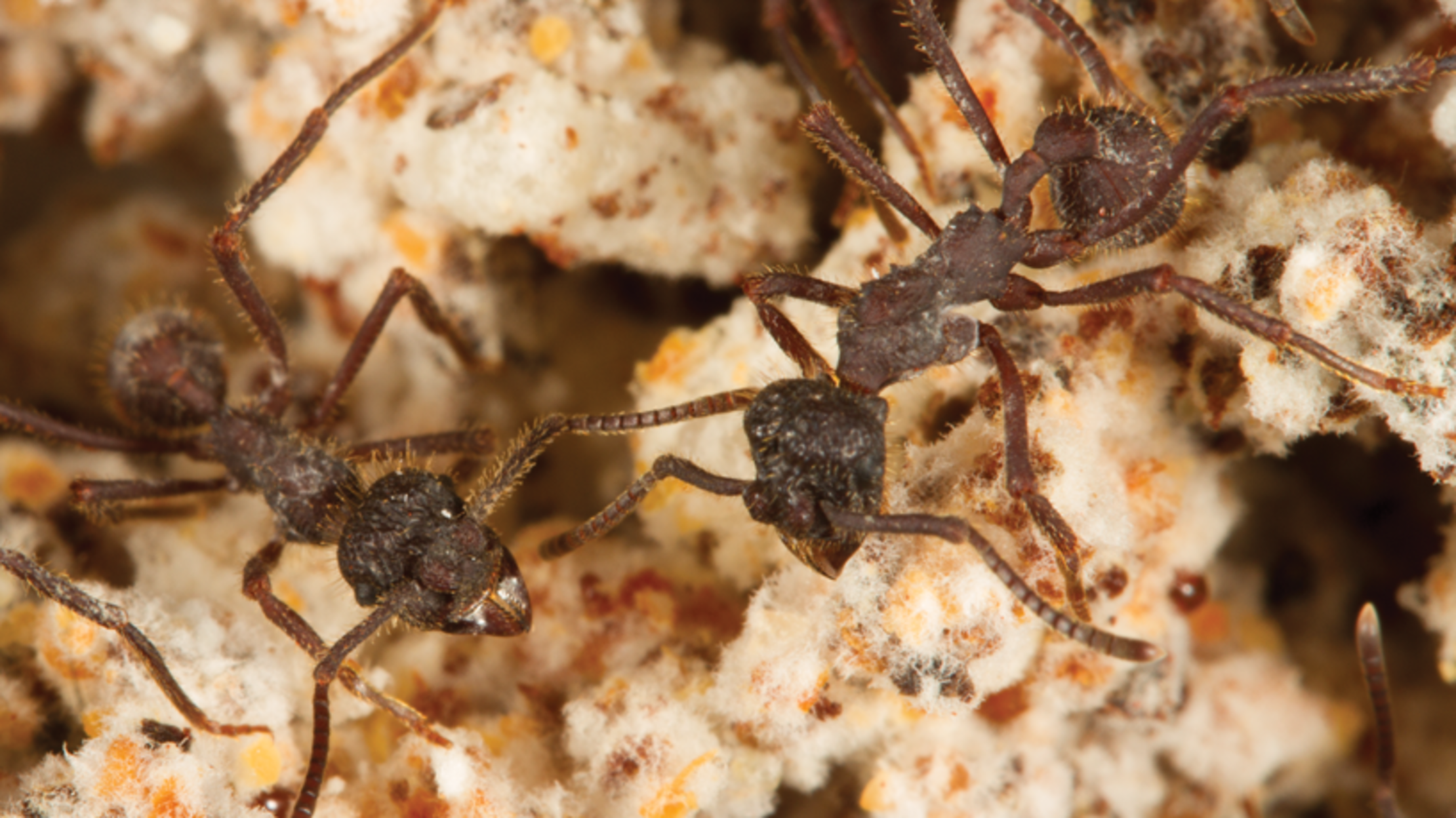 Ancient Ants Farm A Fancy New Fungus Mental Floss