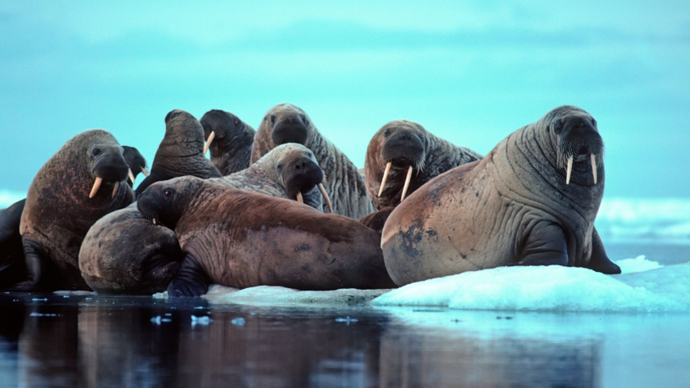 Vikings May Have Settled Greenland for Walrus Tusks | Mental Floss
