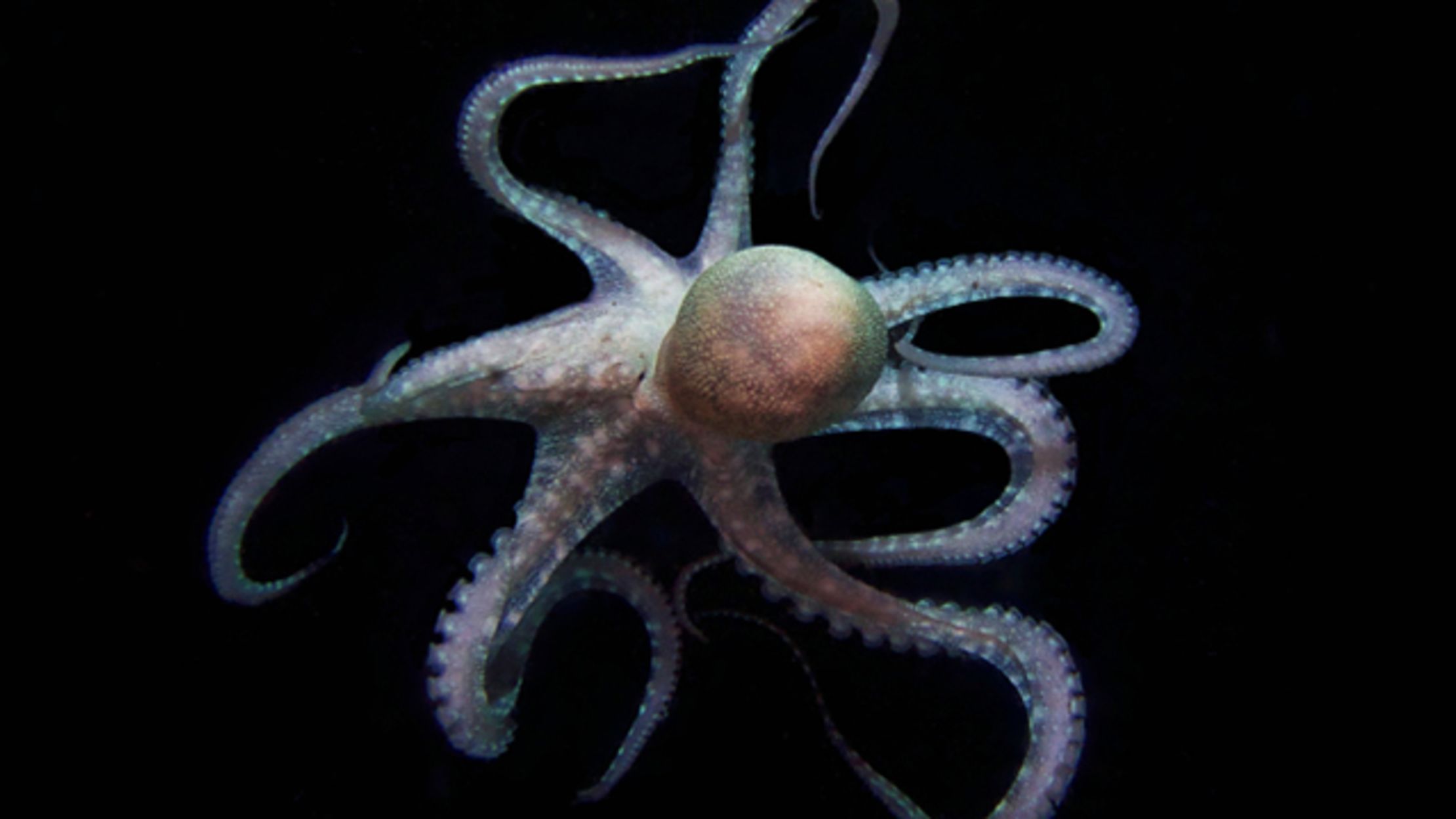First Entire Octopus Genome Sequenced | Mental Floss First Entire Octopus Genome Sequenced | Mental Floss