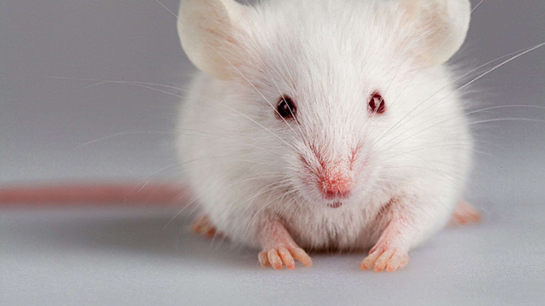 Scientists Find a Way to Erase Memories of Drug Use in Addicted Mice ... Scientists Find a Way to Erase Memories of Drug Use in Addicted Mice ...